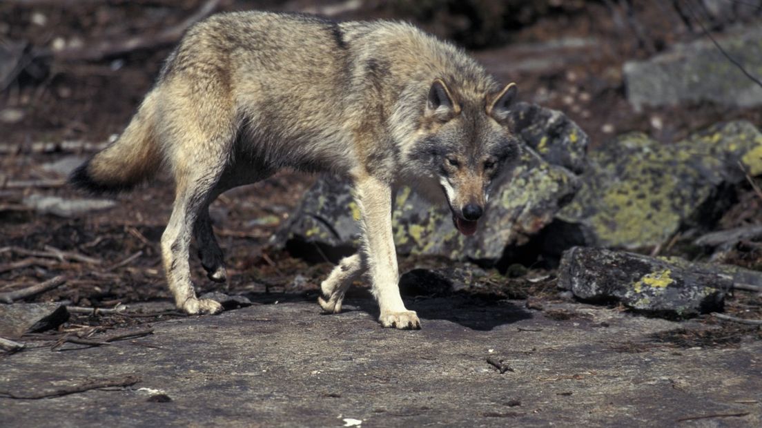 ‘Drentse’ wolven vermist - RTV Drenthe