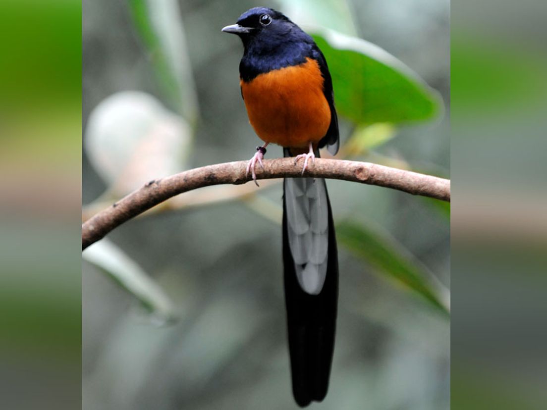 Rotterdamse dierentuin in de bres voor zangvogel - Rijnmond