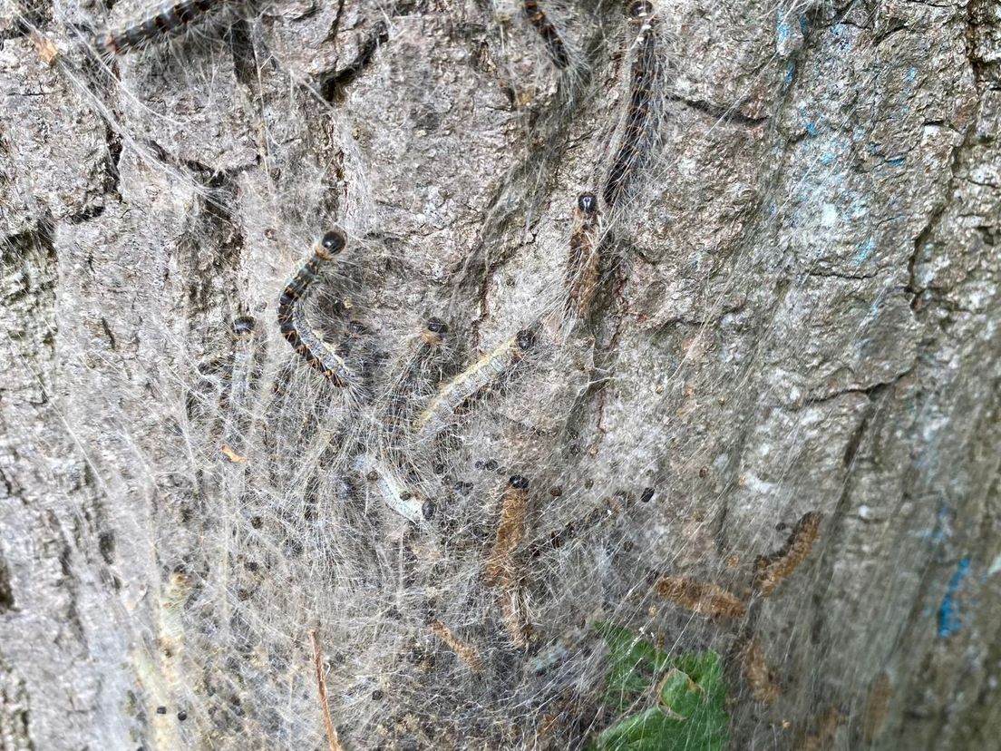 Minder eikenprocessierupsen in Rotterdam, maar voor hoelang? - Rijnmond