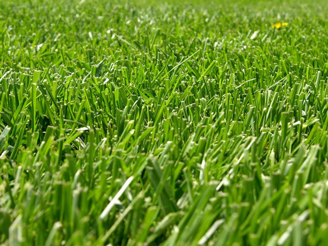 Hoe ecologisch is klepelen van graskanten? - Rijnmond