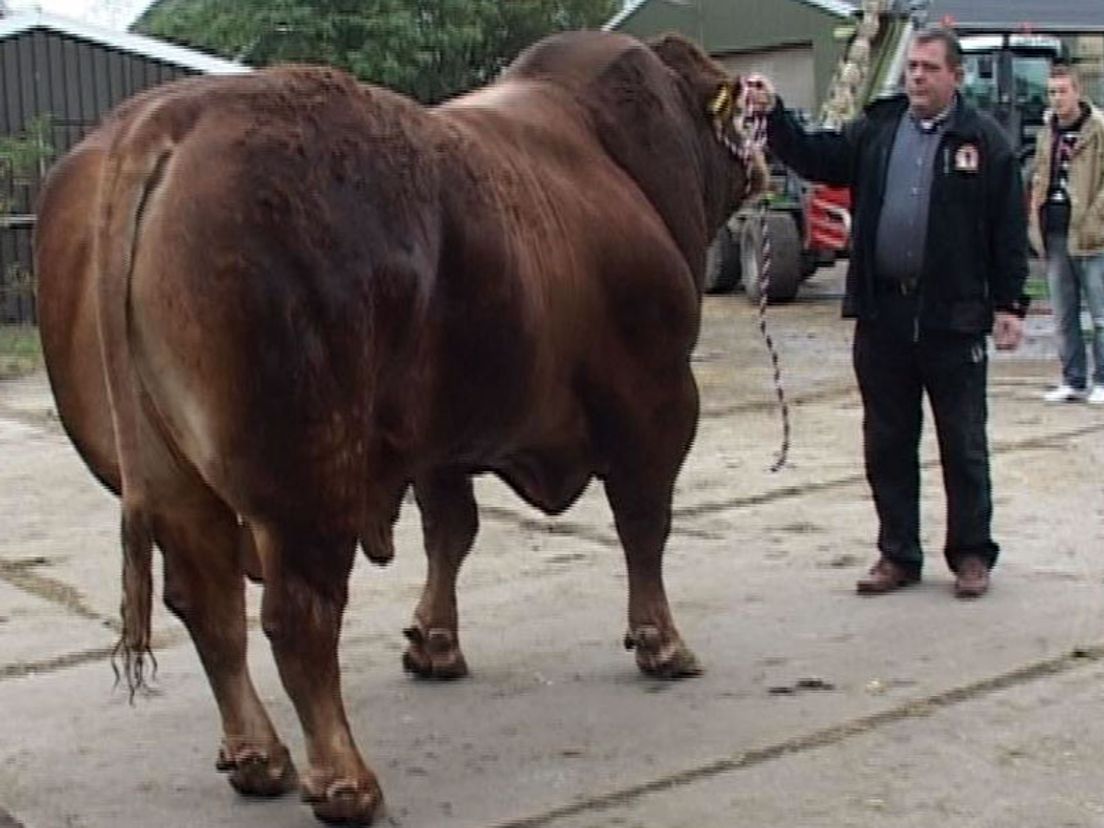 Grootste en zwaarste stier komt uit Bleskensgraaf - Rijnmond