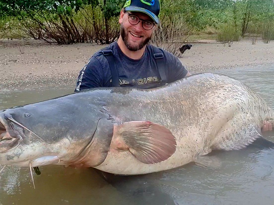 Grootste meerval in Nederland ooit werd gevangen door Tobias uit ...