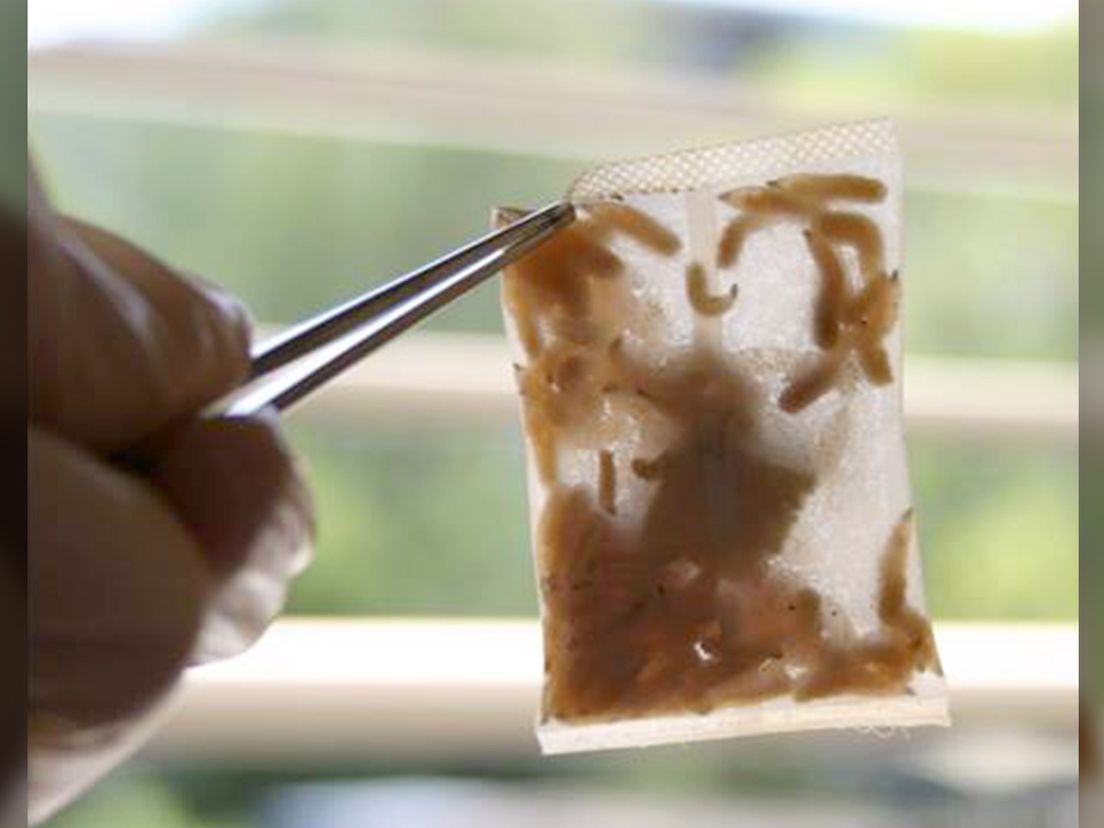 Ikazia behandelt hardnekkige wonden met maden - Rijnmond