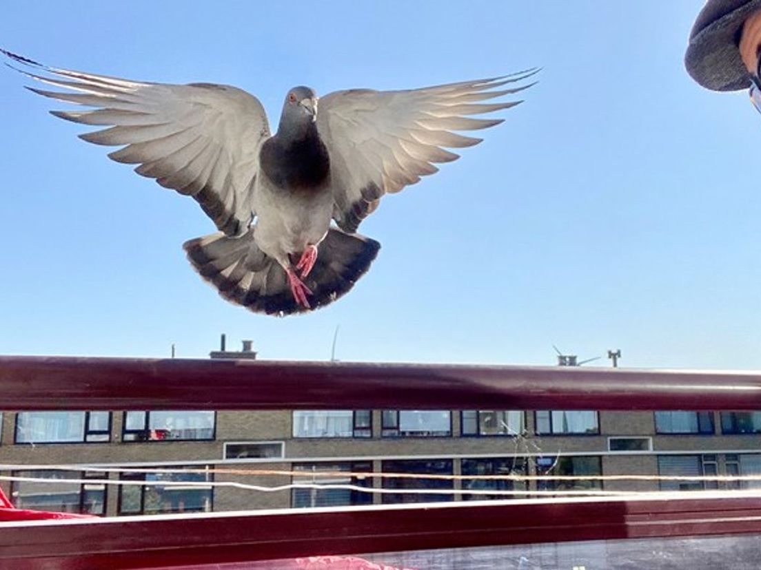 Vlaardingse stadsduiven Ollie en Dollie winnen World Press Photo - Rijnmond