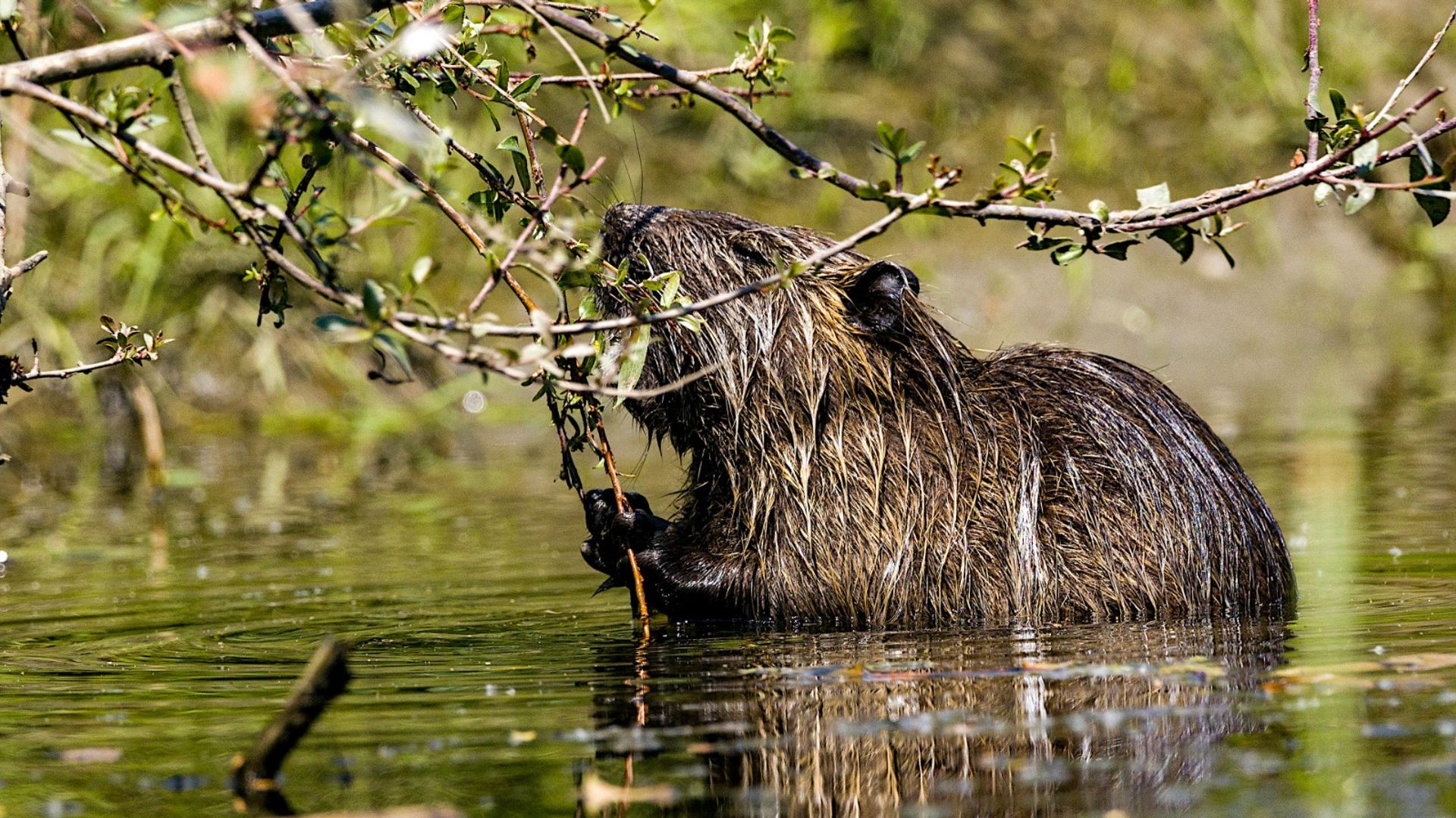 De Biesbosch is vol, dus trekken jonge bevers naar woonwijk - Rijnmond