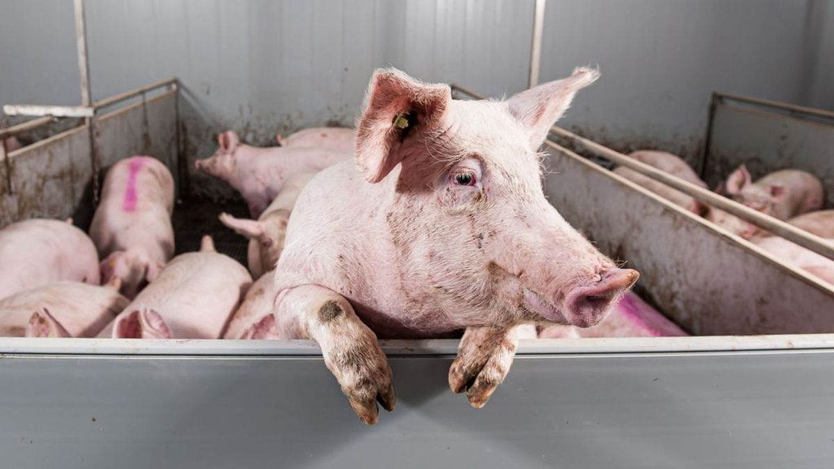 Maakt kunstmatige intelligentie gehakt van misstanden in slachthuizen ...