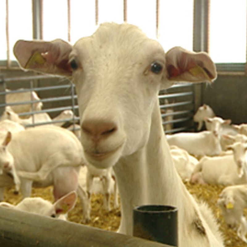 REPORTAGE: Geitenhouder krabbelt op - L1