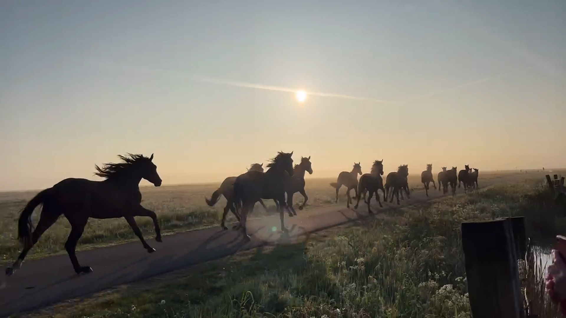 Wilde Westen in Eemnes: kudde paarden ontsnapt om te gaan dauwtrappen ...