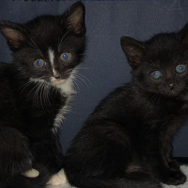 Zwarte kat concurreert met lapjeskat: 'Ze zijn misschien wel liever ...