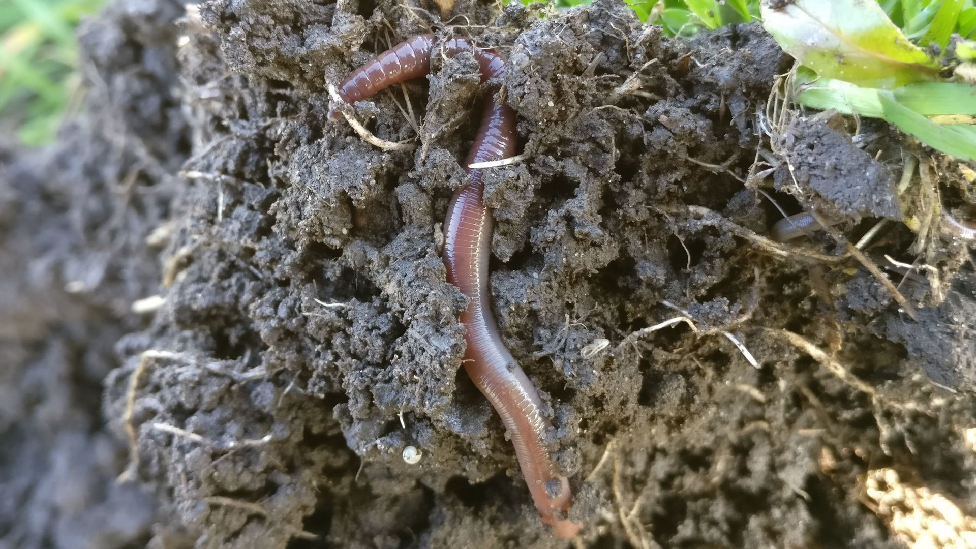 De rode regenworm: 'Het is de boer zijn beste knecht' - RTV Drenthe