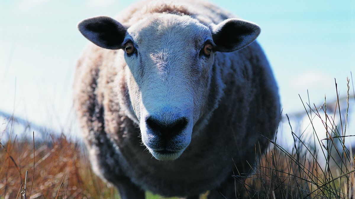 Schapen in volle zon aangetroffen met wintervacht - L1