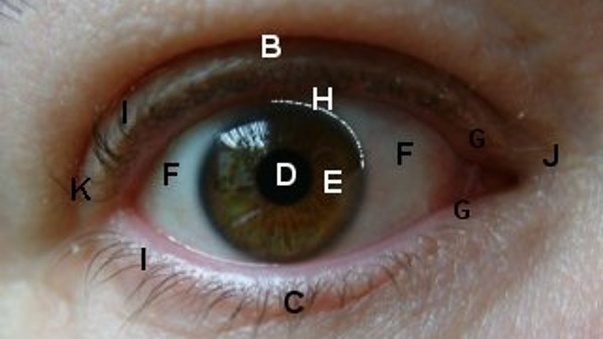 Een strontje? - Rijnmond