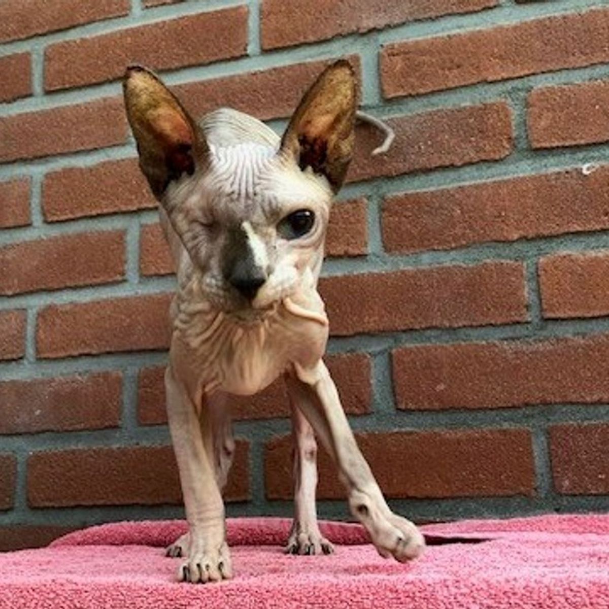 Kale kat met missend oog heeft nieuw baasje: 'Ik wil dat deze beesten ...