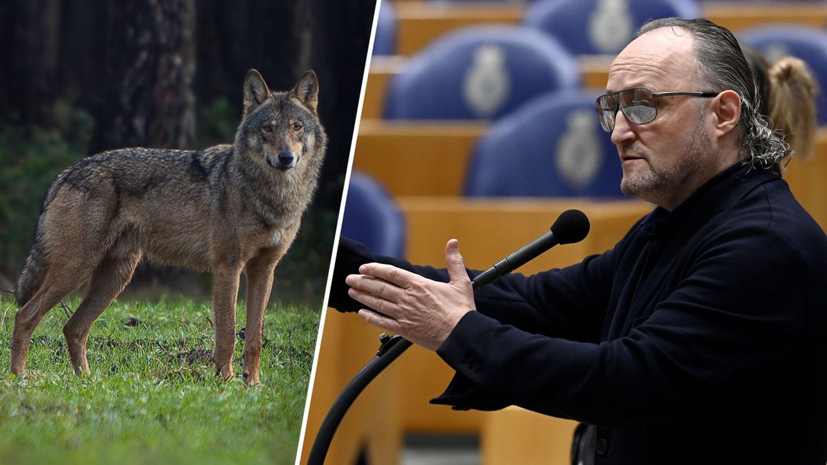 Wolf onvruchtbaar maken met 'dartpijl' niet zo simpel: 'Wolven zijn ...