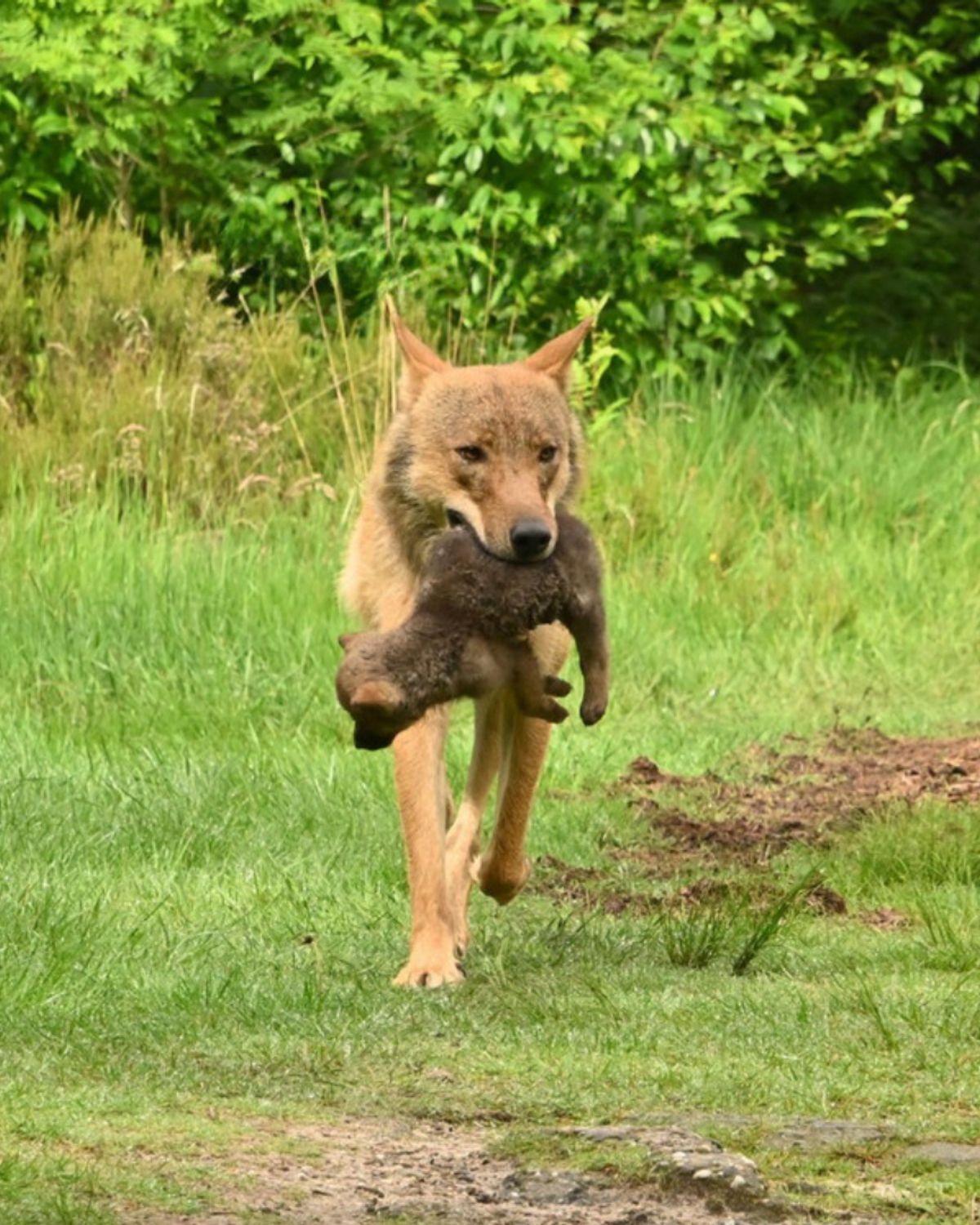Provincie wilde foto's van wolf met welp offline: 'Heel goed, in belang ...