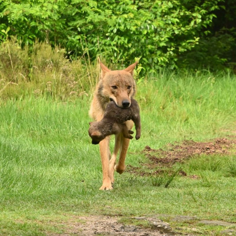 Provincie wilde foto's van wolf met welp offline: 'Heel goed, in belang ...