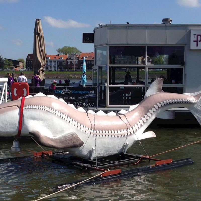 Kamper Steur is weer terug in de IJssel bij Kampen - Oost