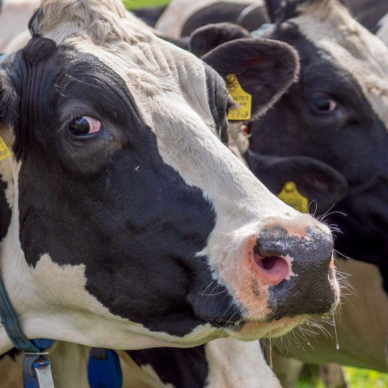Hûnderten Fryske boeren hawwe noed oer takomst: ek nei febrewaris binne ... Hûnderten Fryske boeren hawwe noed oer takomst: ek nei febrewaris binne ...