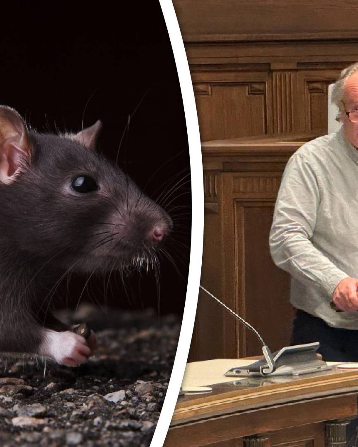 Rattenplaag in Rotterdam: 'Die fret legde in een paar uur 42 ratten op ...