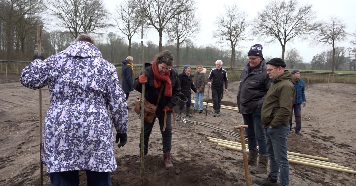 Nageboorte van koe op het voedselbos, Achterhoekse traditie voor ...
