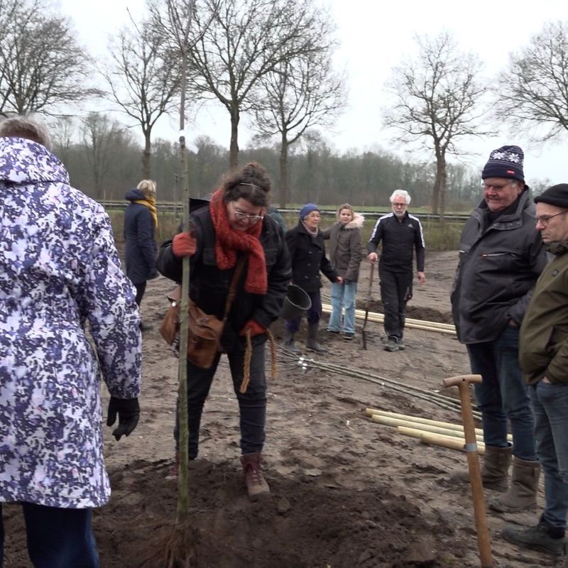 Nageboorte van koe op het voedselbos, Achterhoekse traditie voor ...