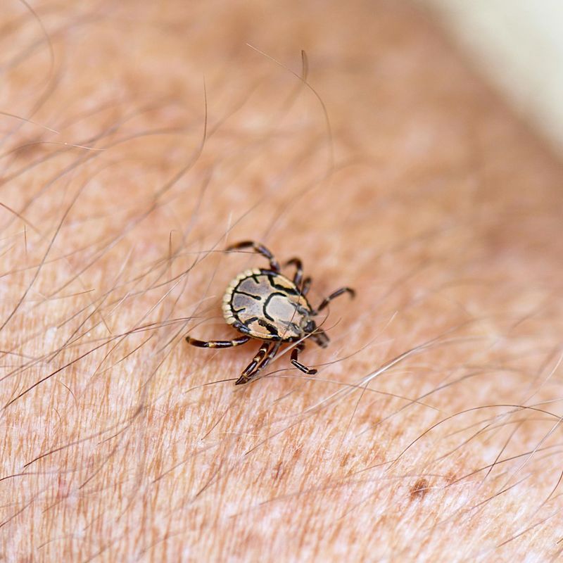 Nieuw onderzoek ziekte van Lyme moet meer inzicht geven in oorzaak ...