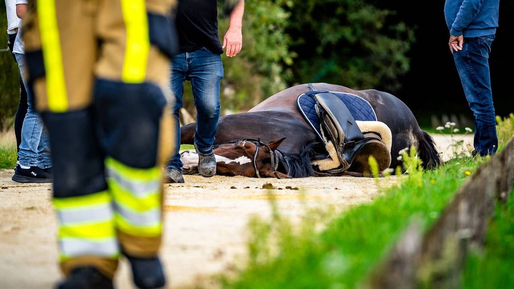 Ruiter komt ten val, paard dood - Omroep Gelderland
