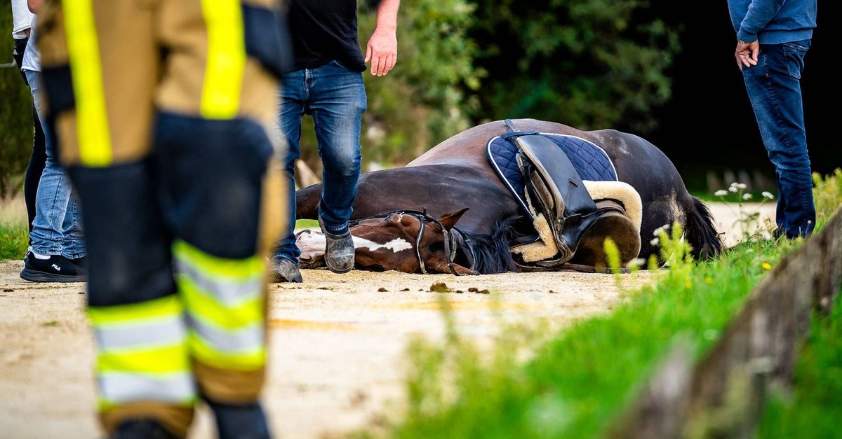 Ruiter komt ten val, paard dood - Omroep Gelderland