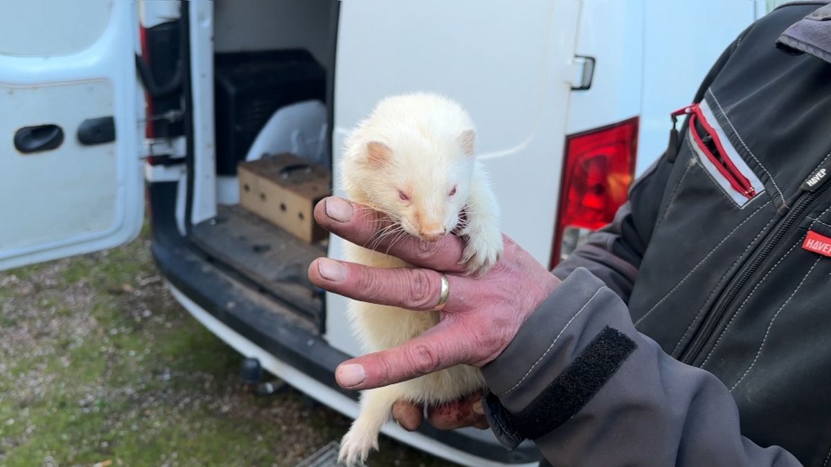 Ratten vangen met een fret en hondjes - Rijnmond