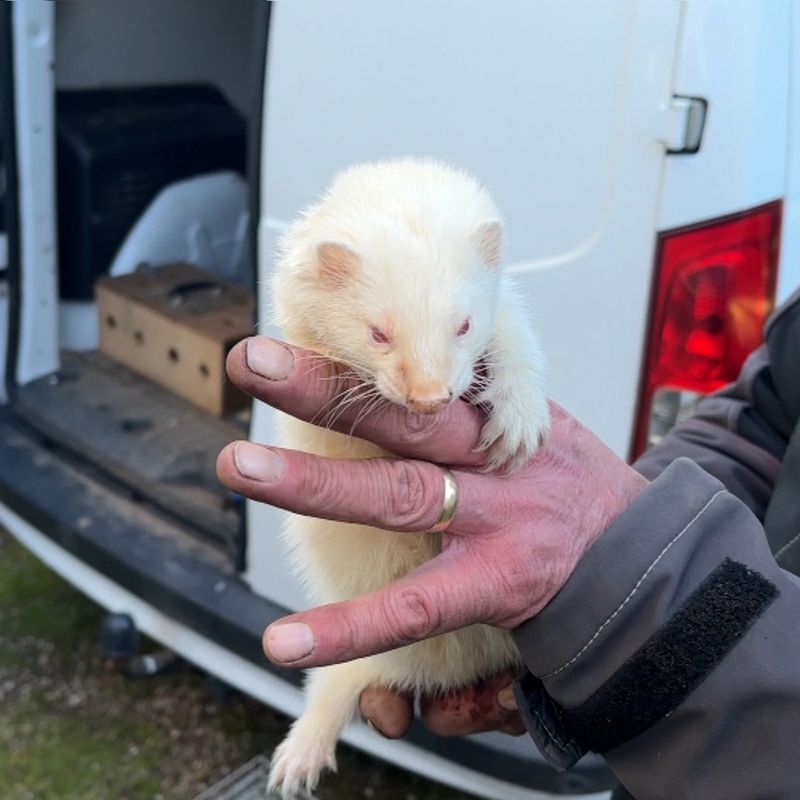 Ratten vangen met een fret en hondjes - Rijnmond