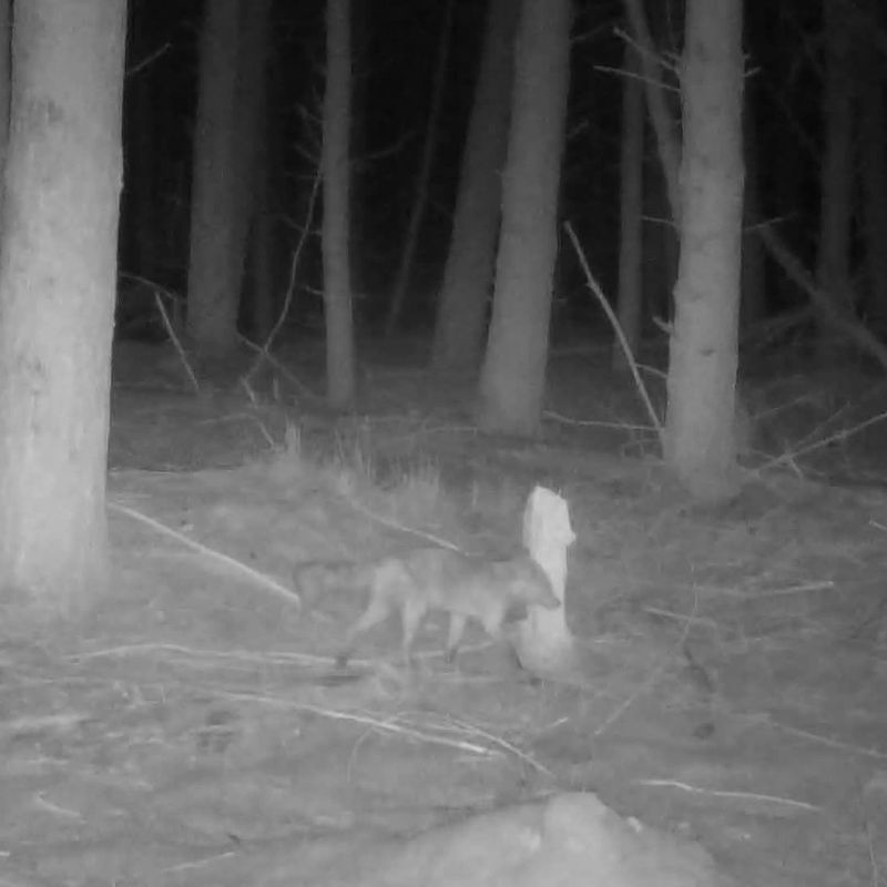 Wildcam: wolf en vos gebruiken hetzelfde pispaaltje - RTV Drenthe
