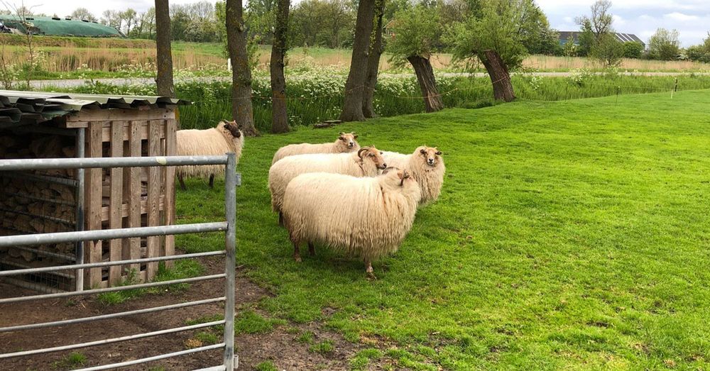 'Het samenspel tussen hond en schaap: dat is gewoon prachtig' - RTV Noord