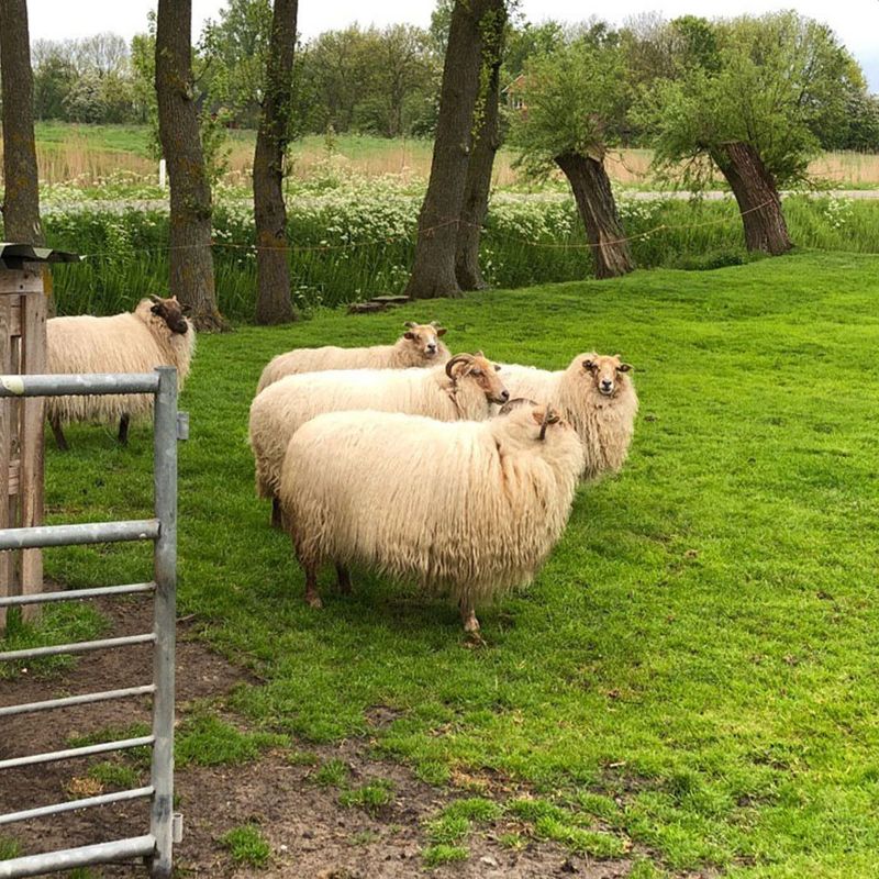 'Het samenspel tussen hond en schaap: dat is gewoon prachtig' - RTV Noord