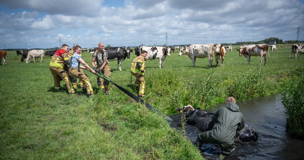 Koe met zwemambities wil niet door brandweer uit de sloot worden ...