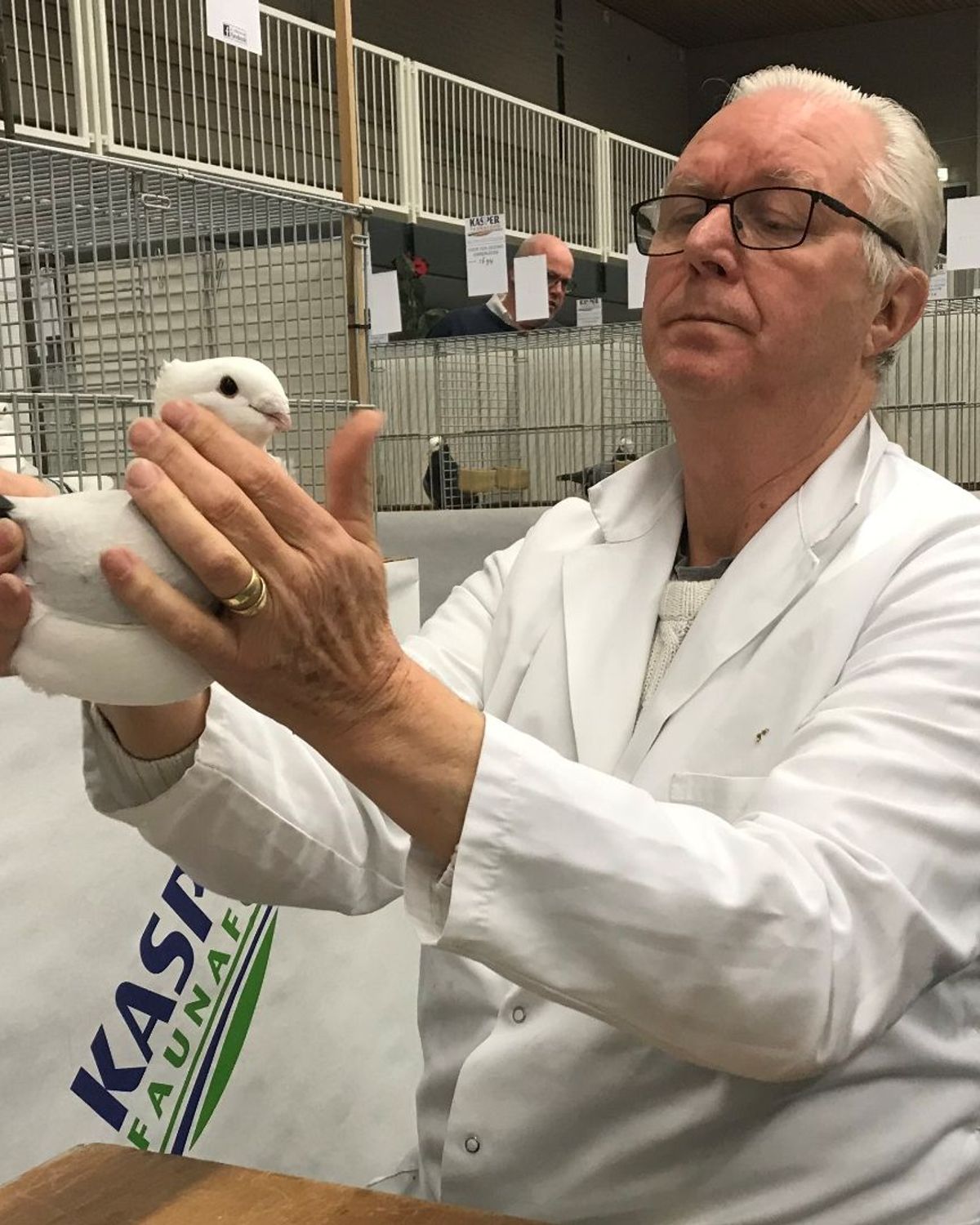 Sierduiven laten zich van hun beste kant zien in Amersfoort: 'Een ...