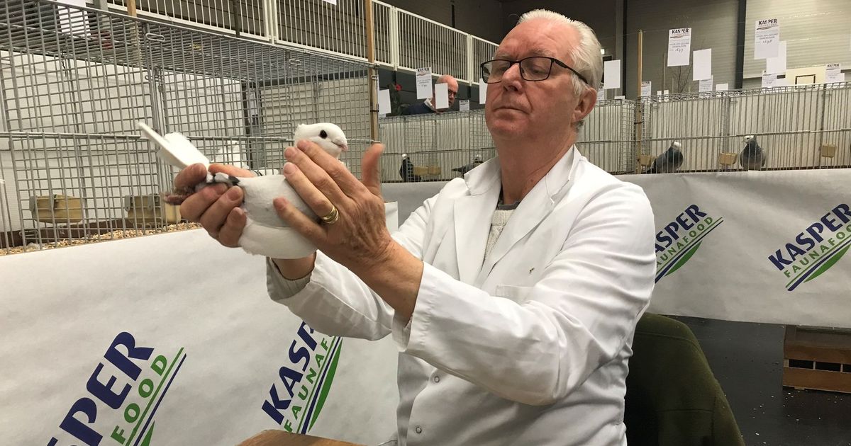 Sierduiven laten zich van hun beste kant zien in Amersfoort: 'Een ...