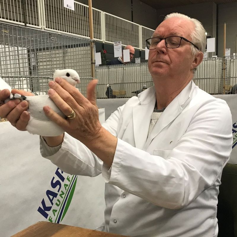 Sierduiven laten zich van hun beste kant zien in Amersfoort: 'Een ...