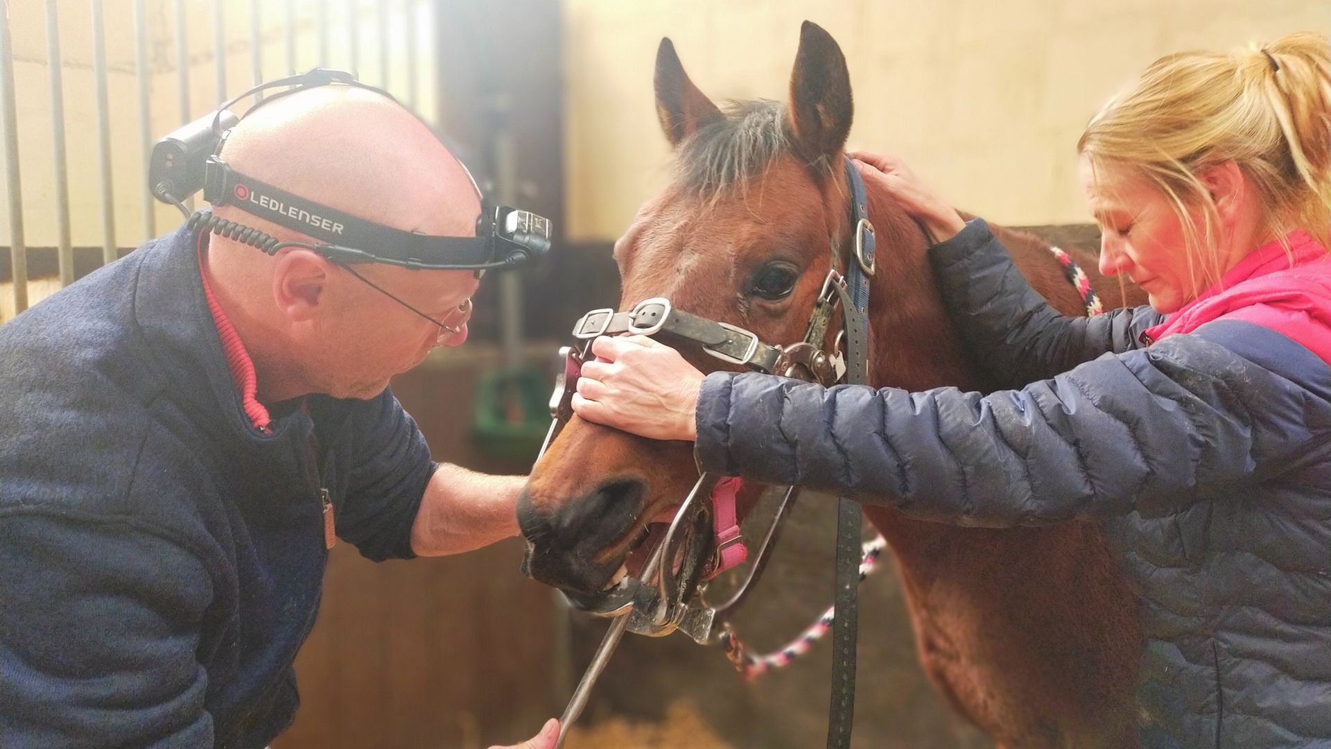 Van bekende dressuurpaarden tot paarden die de gouden koets trekken ...