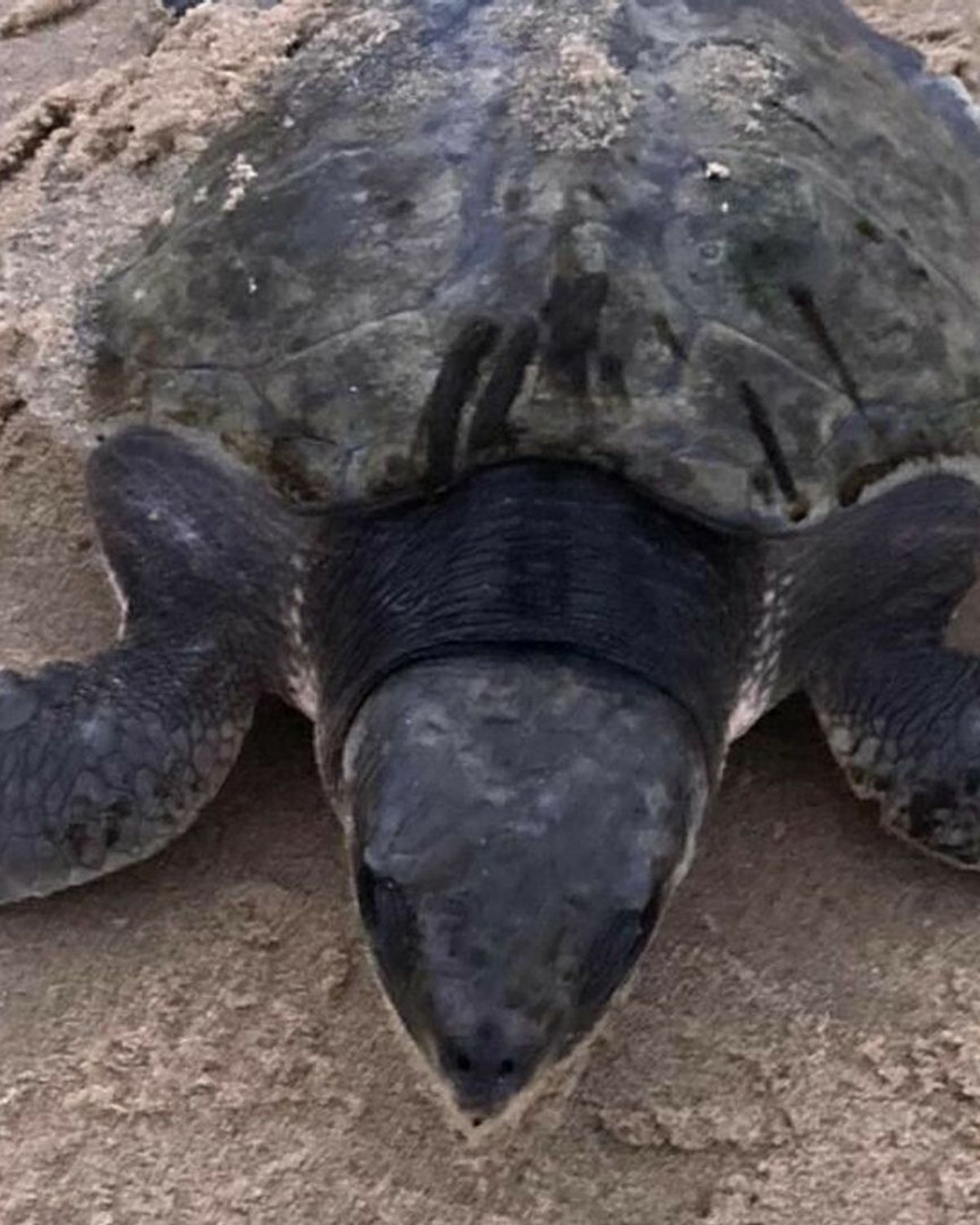 Zeldzame zeeschildpad strandt bij Zoutelande: 'En er kunnen er nog meer ...