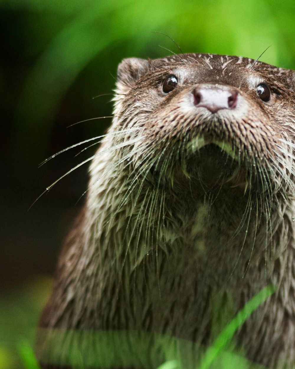 De otter, de koning van het zoete water, verovert vanuit de Weerribben ...