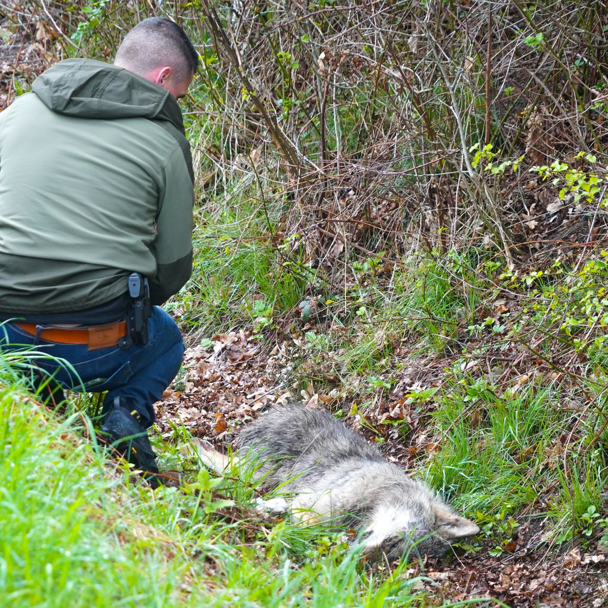 Aangereden wolf op A28 is dood - RTV Drenthe