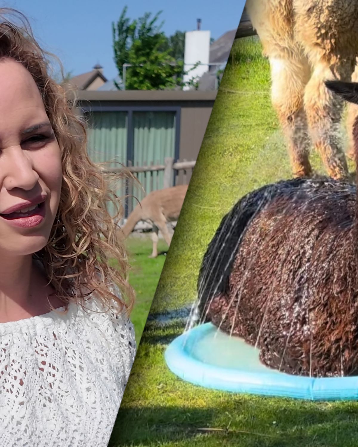 De douchende alpaca's van Franeker gaan via Instagram de wereld over ...