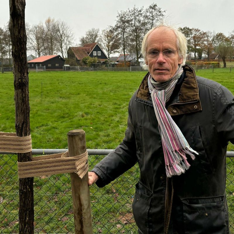 Vierde Johan de Jong-boom geplant in Wijckel: "Kan een prachtig mooie ...