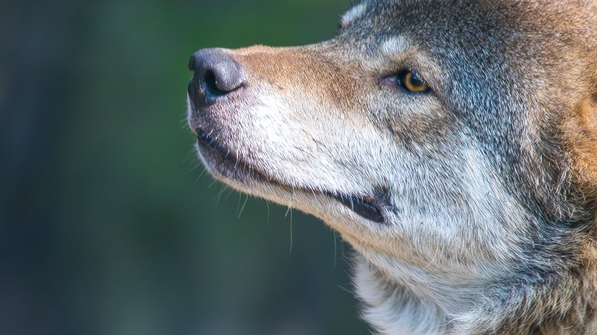 It skaad fan de wolf lûkt oer de Stellingwerven: "Minsken libje mei ...