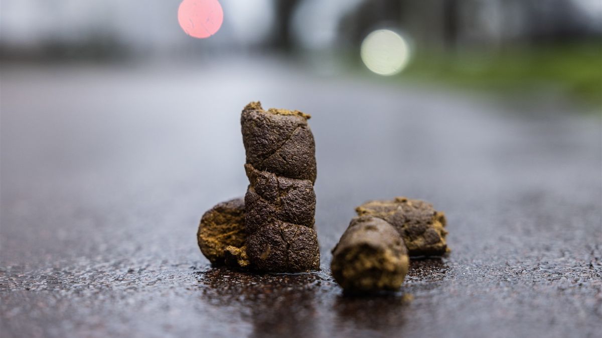 NFI ziet veel uitdagingen in plan voor hondenpoep-DNA: "Praktische en ...