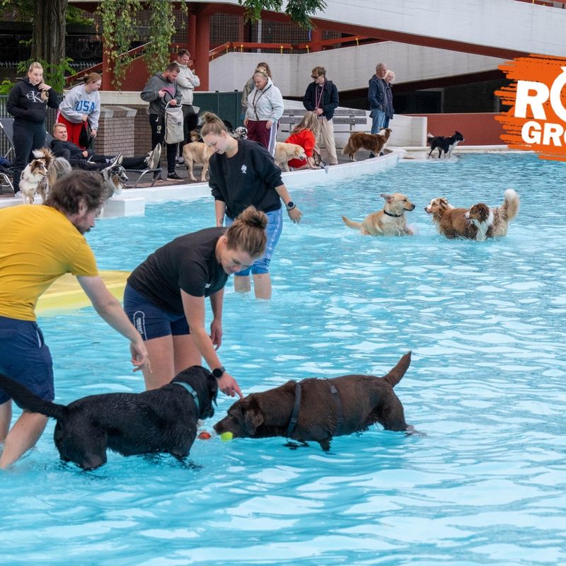 Rondje Groningen: Spetter- en plonsplezier voor de harige viervoeters ...