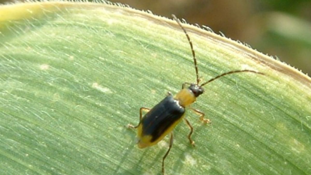 Ook in Drenthe minder insecten - RTV Drenthe