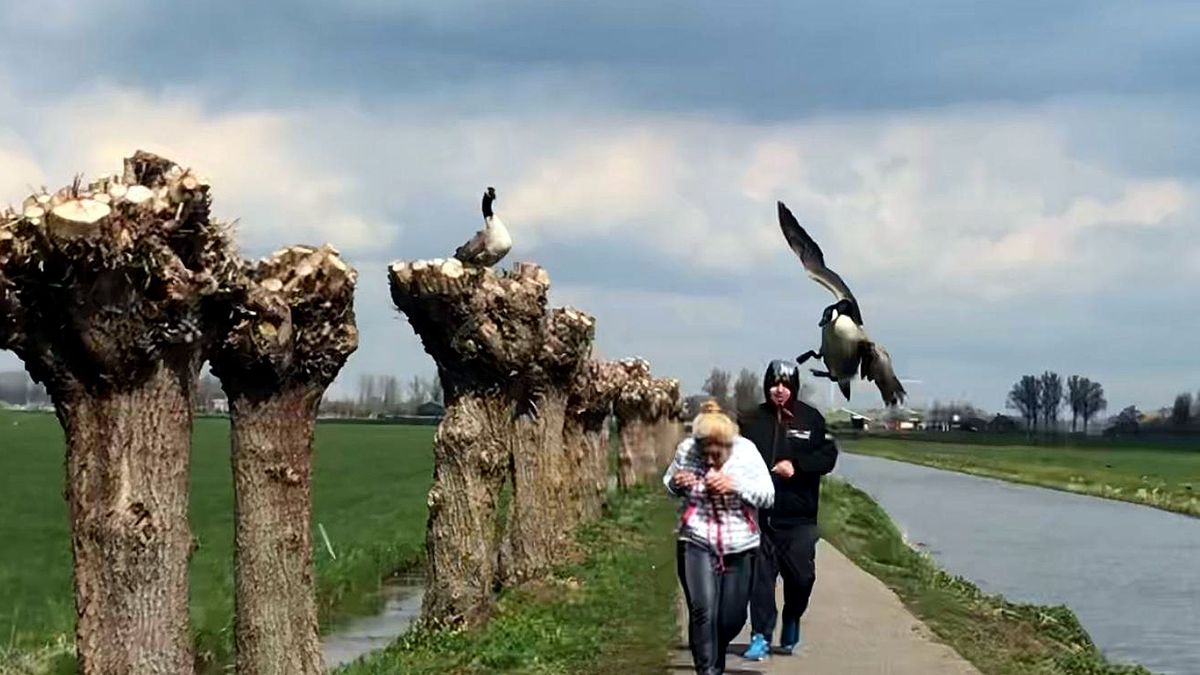 Vader gans beschermt nest: wandelaars Leerdam op de vlucht voor ...