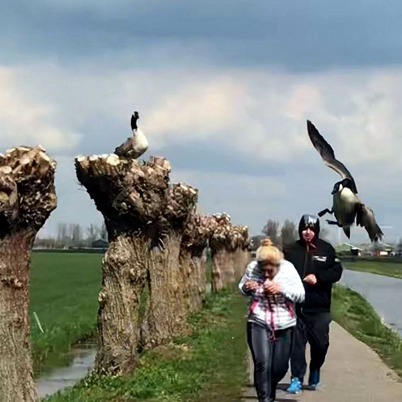 Vader gans beschermt nest: wandelaars Leerdam op de vlucht voor ...