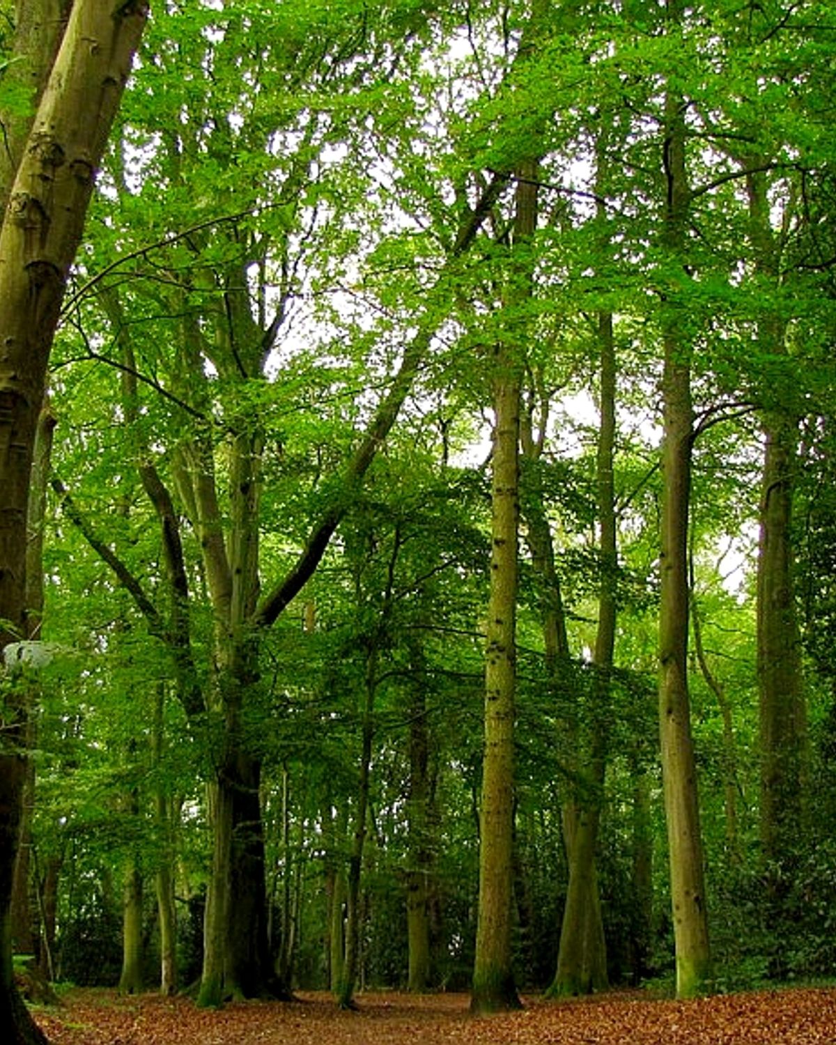 De Bilt verkoopt bossen aan Utrechts Landschap, maar krijgt er ook ...
